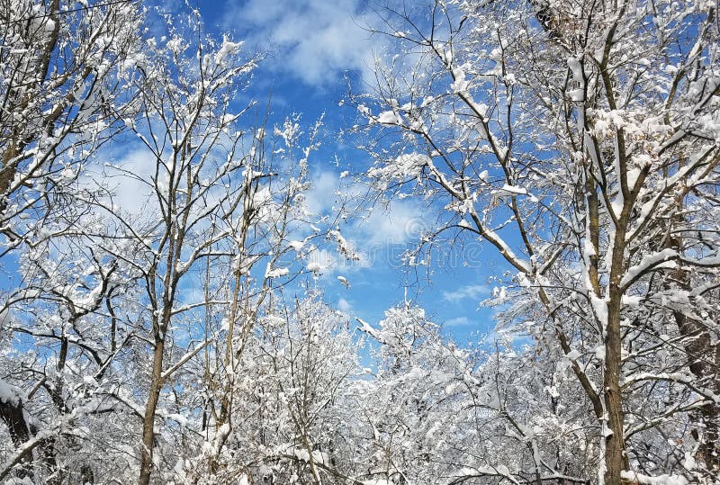 Trees Covered in Ice and Snow Stock Photo - Image of branches, trunks ...