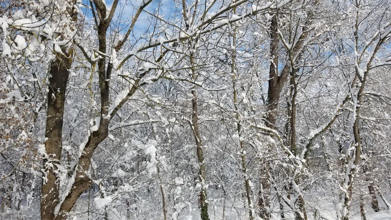 Trees Covered in Ice and Snow Stock Photo - Image of trunks, christmas ...