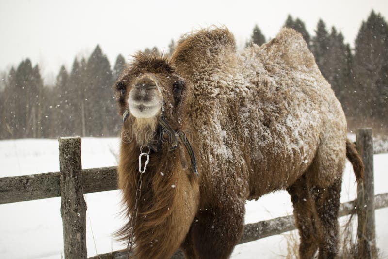 Winter camel stock image. Image of wildlife, seasonal - 19718985
