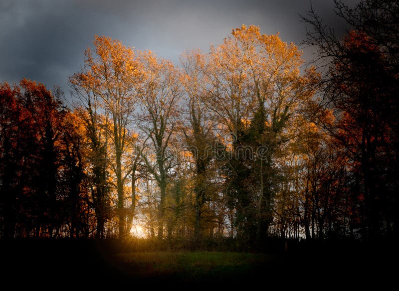 Winter Bad Weather - Forest with Sunlight Stock Photo - Image of autumn ...