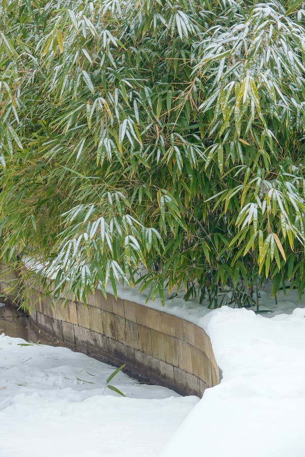 Winter bamboo grove stock photo. Image of landscape - 170976314