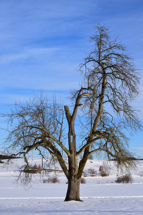 In Winter a Bare Deciduous Tree Stands in the Snow Against a Blue Sky ...