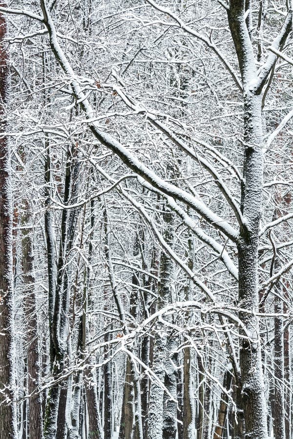 Winter Bare Trees Covered with Snow after Snowfall Stock Image - Image ...