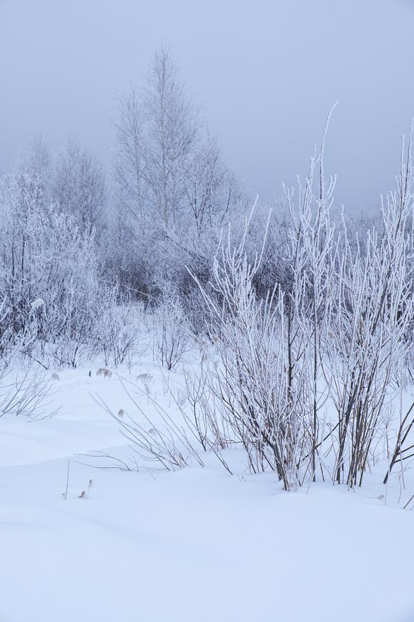 Winter Bare Trees without Leaves Under Snow Stock Image - Image of ...