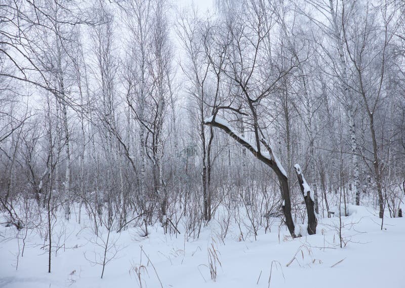 Winter Bare Trees without Leaves Under Snow Stock Photo - Image of ...
