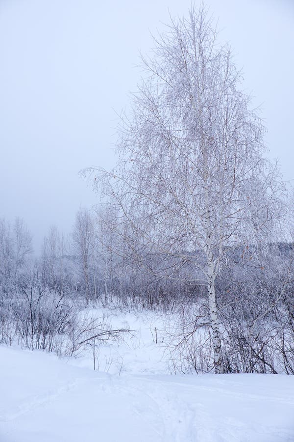 Winter Bare Trees without Leaves Under Snow Stock Photo - Image of ...