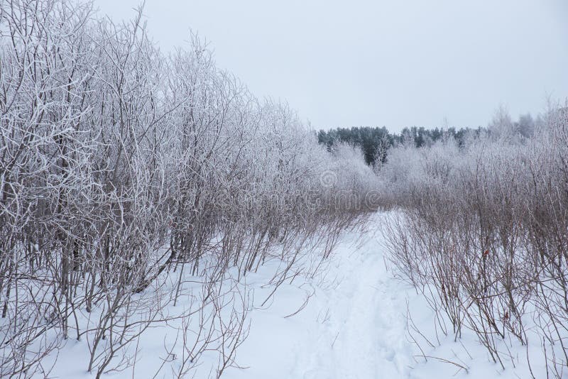 Winter Bare Trees without Leaves Under Snow Stock Image - Image of ...
