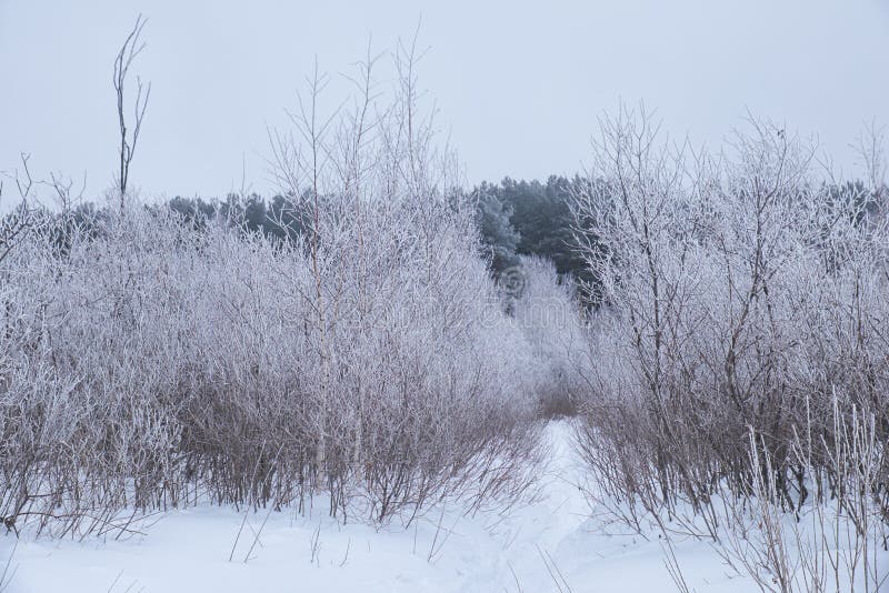 Winter Bare Trees without Leaves Under Snow Stock Photo - Image of ...