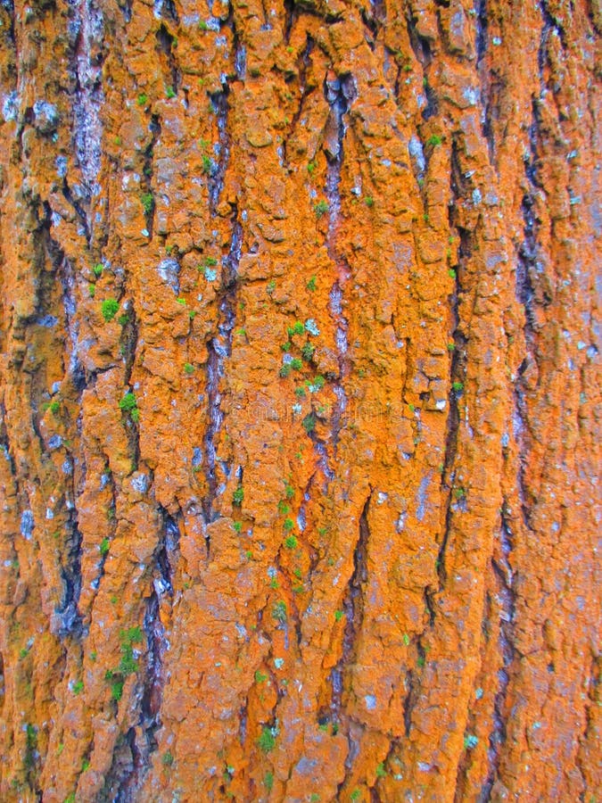 Winter bark stock photo. Image of bark, snow, view, winter - 65021326