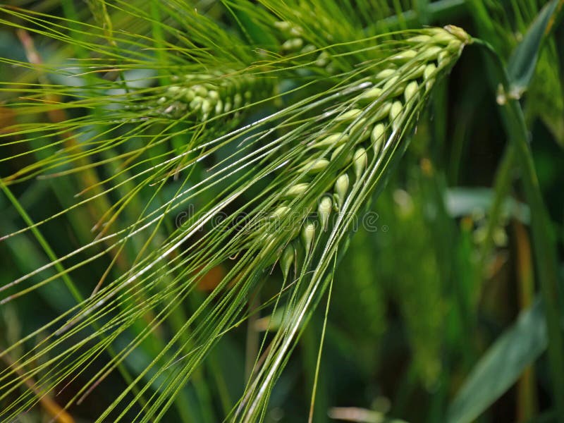 Winter Barley in Various Images in the Wild Stock Image - Image of ...