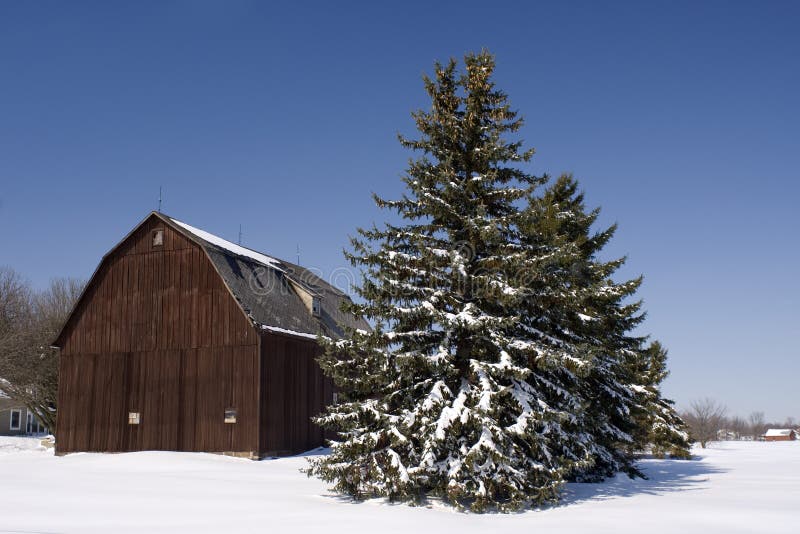 Winter Barn Pine Tree Scene Stock Photo - Image of farm, harvest: 4547368
