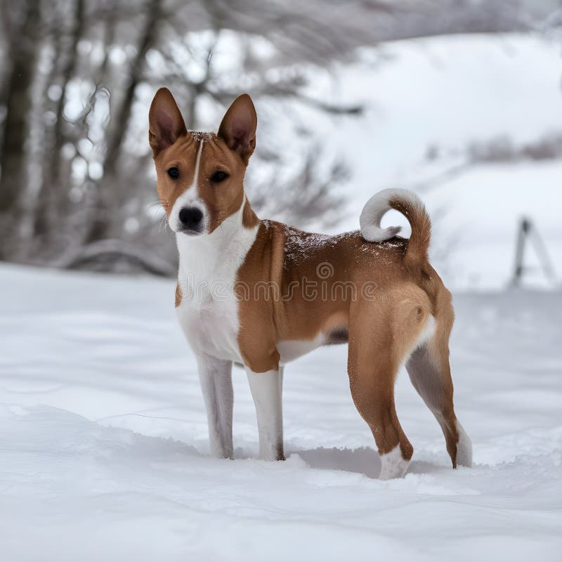 Winter BAsenji stock illustration. Illustration of breed - 320378732