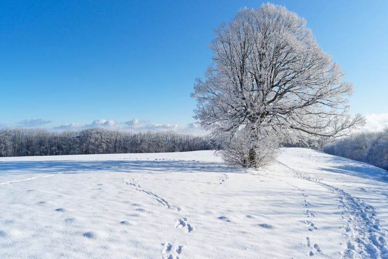 Baum im Winter mit Schnee stockbild. Bild von reif, blau - 8608083