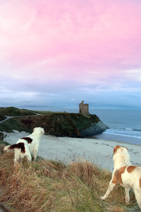 Winter Beach and Castle View with Dogs Stock Image - Image of dogs ...