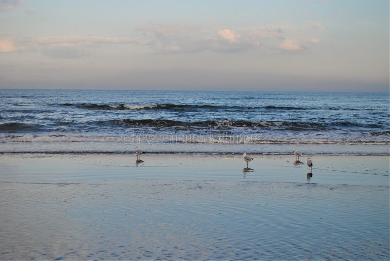 Winter Beach Sunset with Endless Horizon with Bird Figures Stock Photo ...