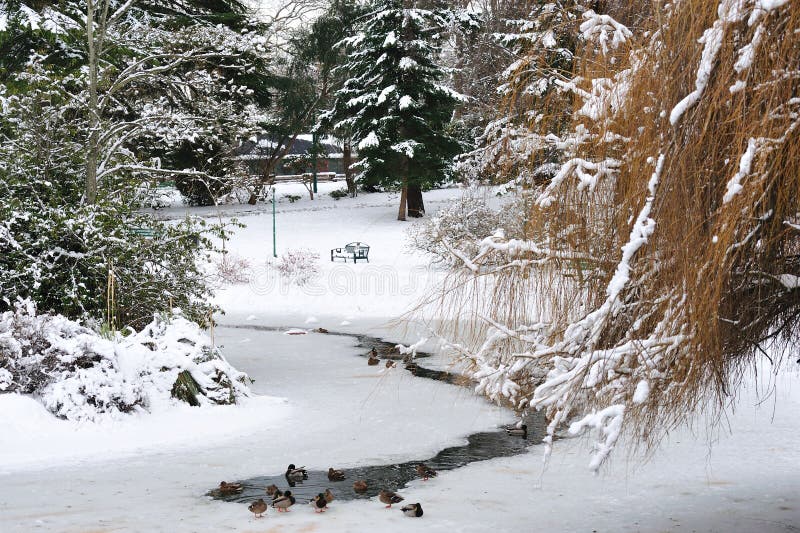 Winter Beautiful Day in Park Near Frozen Lake with Stock Image - Image ...