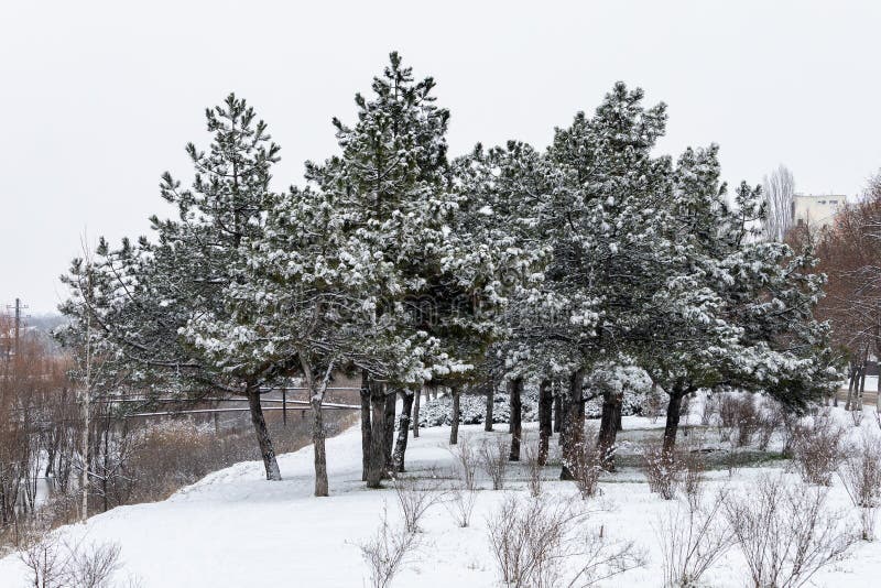 Winter Beautiful and Calm Landscape with Snow. Background with Copy ...