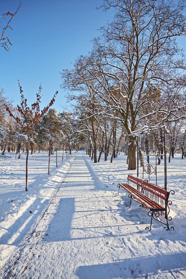 Winter Beautiful Park with Many Big Trees Benches Stock Photo - Image ...