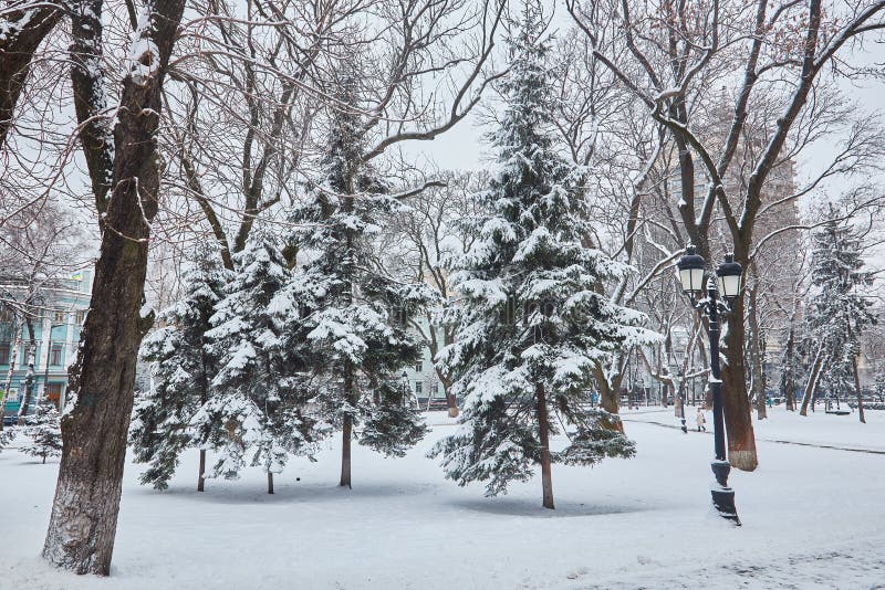 Winter Beautiful Park with Many Big Trees Benches Stock Image - Image ...