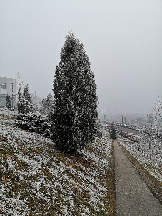 Winter, Beautiful, Path, Tree Stock Image - Image of tree, nature ...