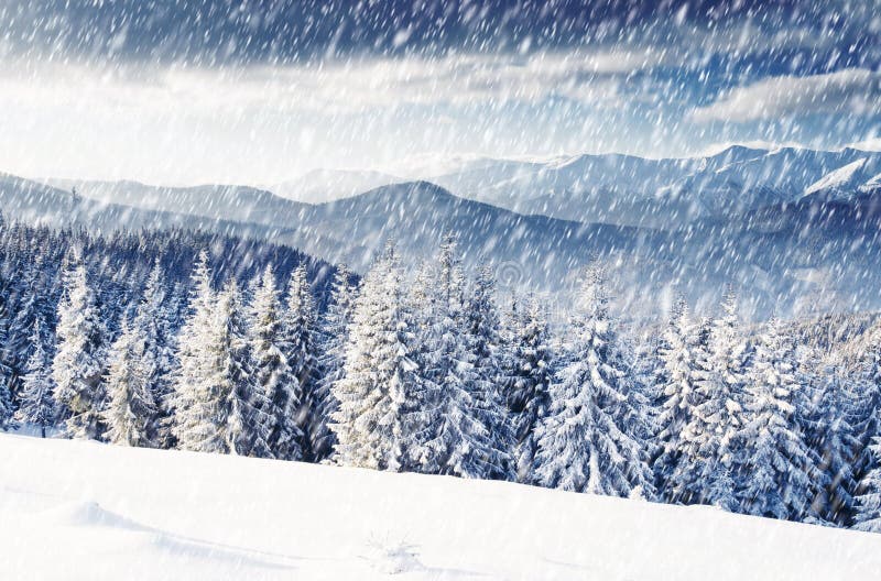 Winter stock photo. Image of snowstorm, environment - 243342284