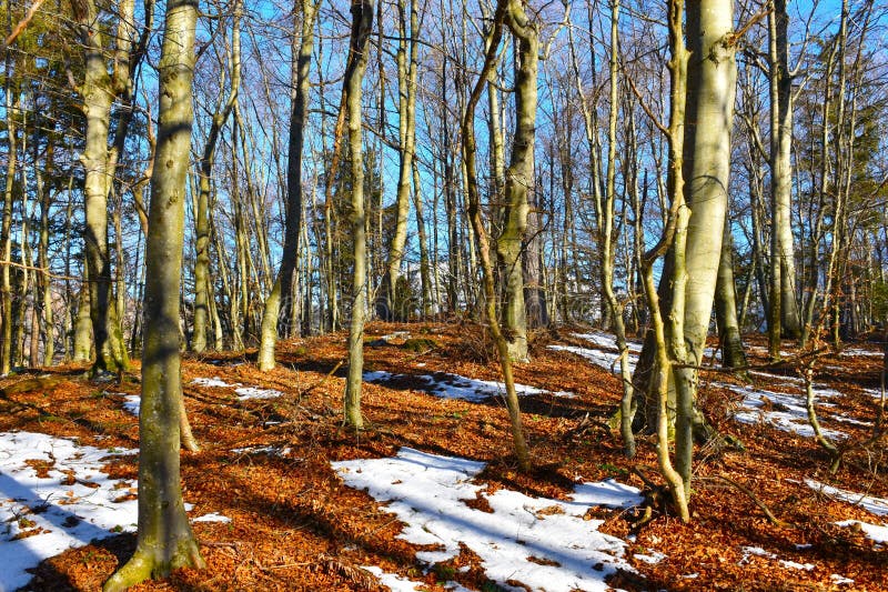 Winter Beech (Fagus Sylvatica) Forest Stock Image - Image of winter ...
