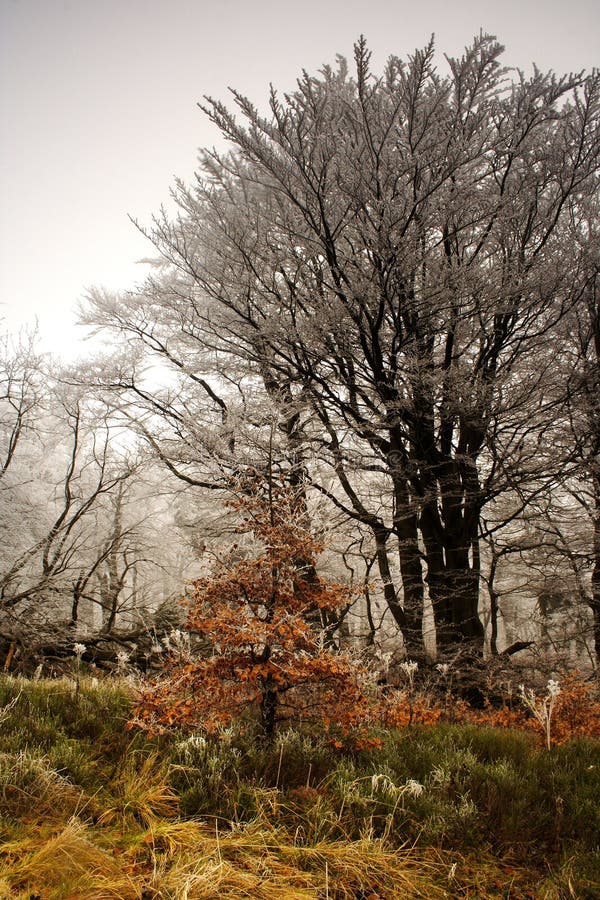 Winter begins in forest stock photo. Image of calmness - 1025558