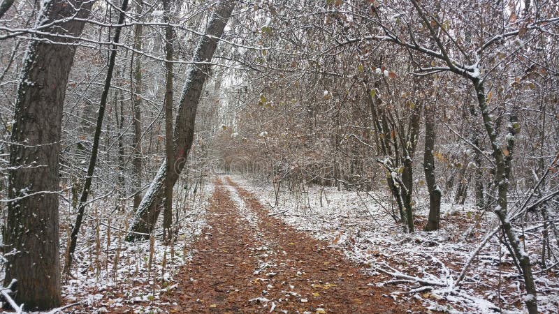 Winter begins stock photo. Image of winter, path, snow - 131929400