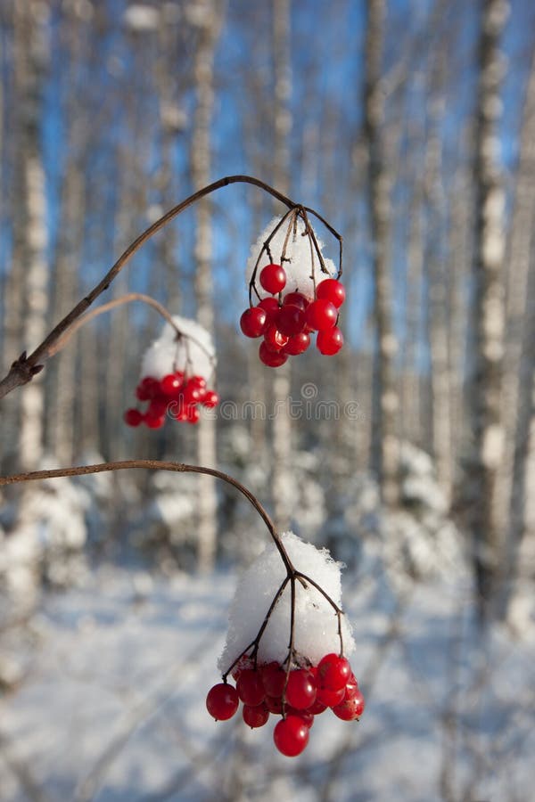 Winter berries stock image. Image of frozen, light, nature - 17812559