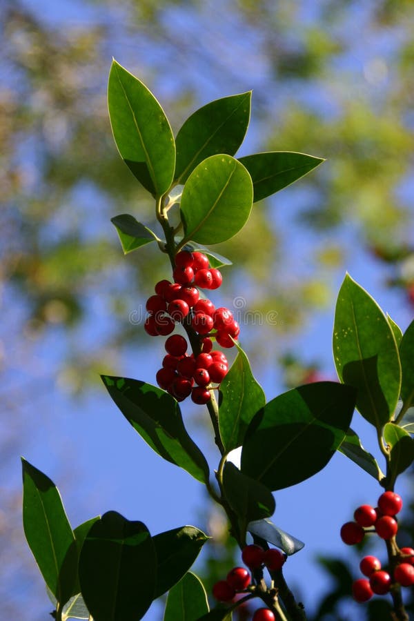 Winter Berries stock image. Image of branch, leaves, berry - 554523