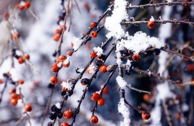 Winter berries in snow stock photo. Image of vegetation - 27596