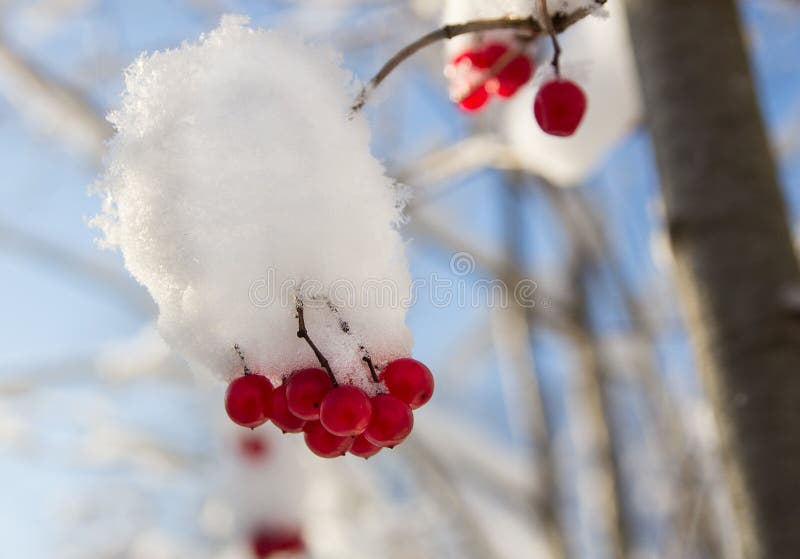 Winter berry stock image. Image of white, tree, snow - 48750483