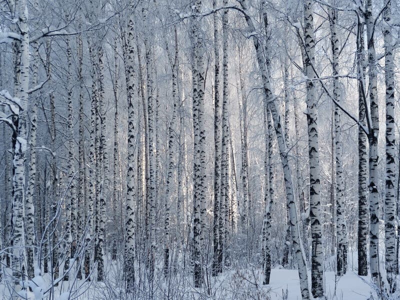 Winter birch forest stock image. Image of light, barks - 29274413