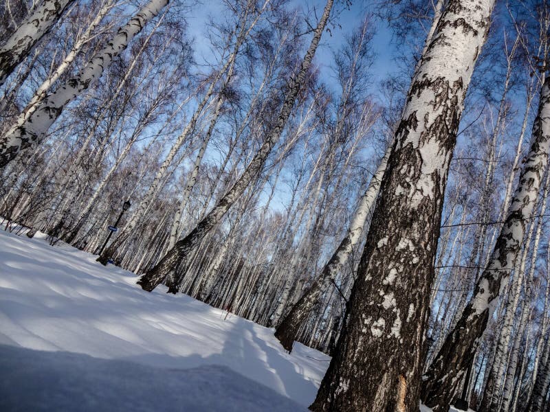 Winter Birch Forest Against the Blue Sky Stock Image - Image of russia ...