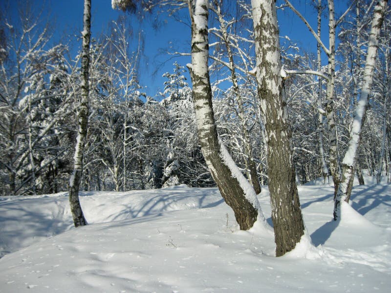 Winter Birch Forest. stock image. Image of hill, beauty - 54617249
