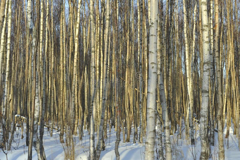 The Winter birch forest stock photo. Image of pattern - 36634358