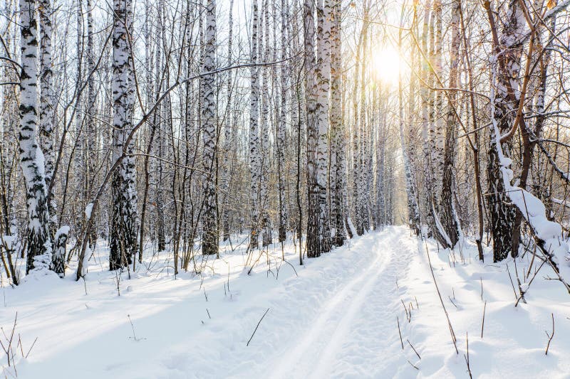 Winter Birch Forest Lit by the Sun at Sunset Stock Photo - Image of ...