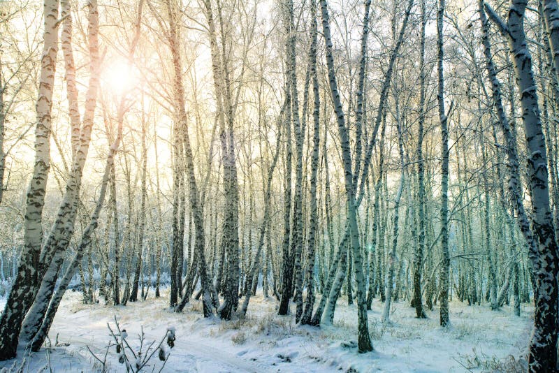 Winter Birch Forest in Russia Stock Photo - Image of trees, scene ...