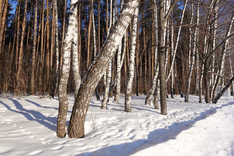 Winter Birch Forest in the Snow. Russia Stock Photo - Image of frozen ...