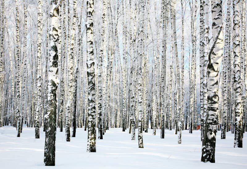 Winter birch forest stock image. Image of tree, january - 37219771