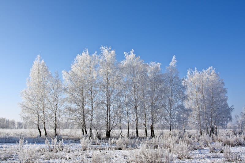 30,963 Birch Trees Winter Stock Photos - Free & Royalty-Free Stock ...