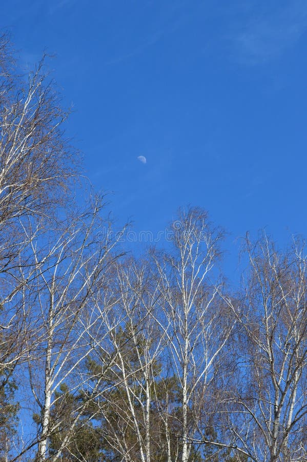 Winter Birch Trees and Moon Stock Photo - Image of outdoor, season ...