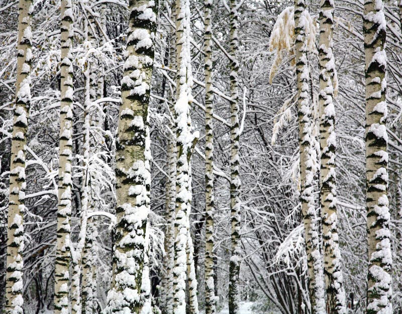 Winter Trunks of Birch Trees Stock Image - Image of january, russian ...