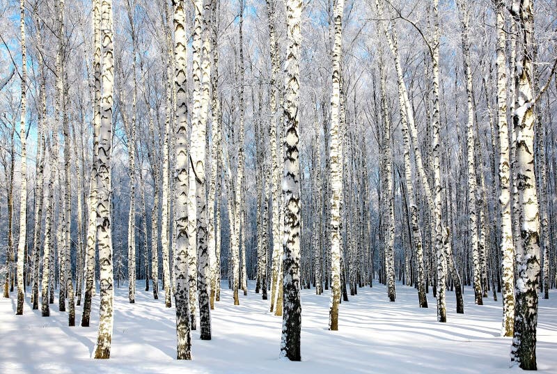 Winter birch forest stock image. Image of tree, january - 37219771