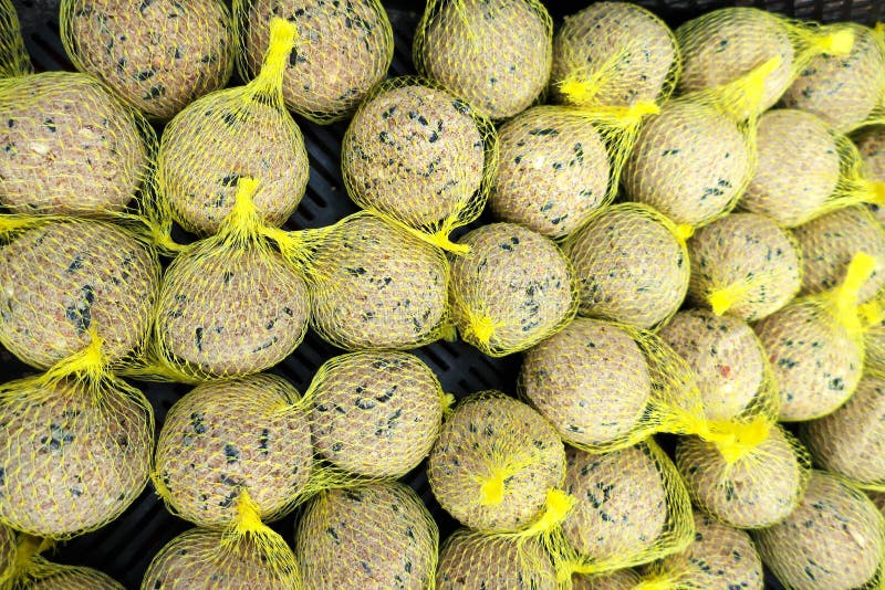 Winter bird balls stock image. Image of garden, organic - 149456585