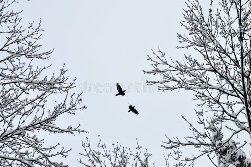 Winter birds stock image. Image of specific, birds, together - 37268725