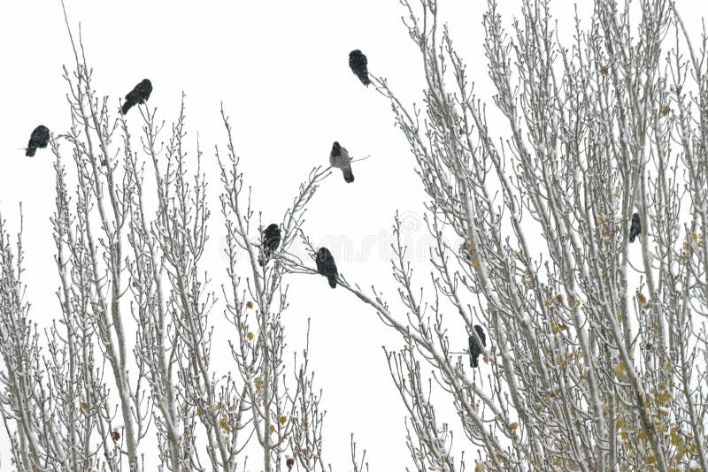 Winter, Black Birds Sit on the Branches of Trees Stock Photo - Image of ...