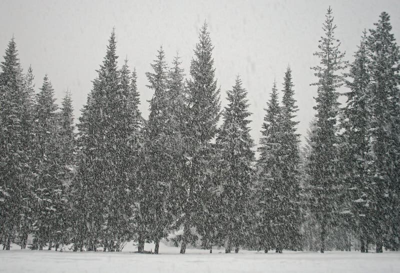 Winter Blizzard in Forest stock photo. Image of christmas - 2803664