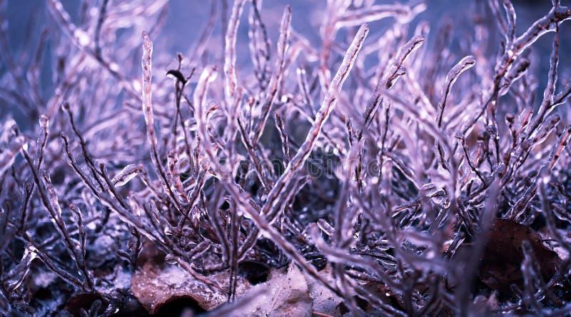 Winter. Blue Grass in the Ice Stock Image - Image of seasonal, macro ...