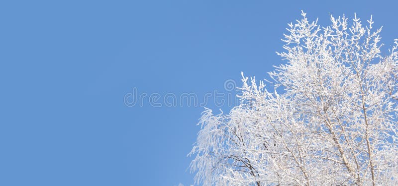 Winter Blue Sky and Snowy Tree Stock Image - Image of nature, effect ...